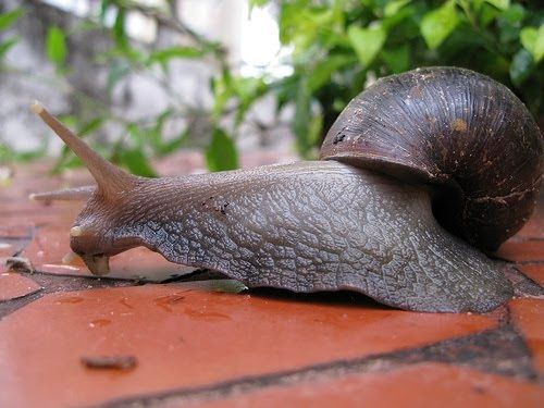 🐌 Snail Puppies・Free 3D File for 3D printing・Cults