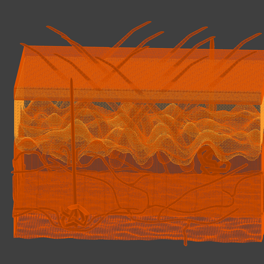 🩻 3D Model of Anatomy of the Skin v2・ STL File for 3D printing・Cults