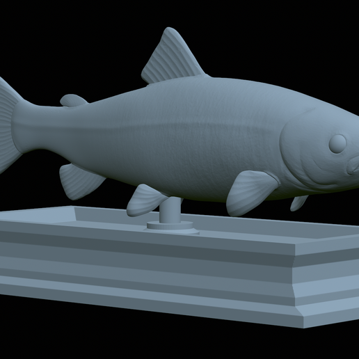 🐠 fish rainbow trout / Oncorhynchus mykiss statue detailed texture for ...