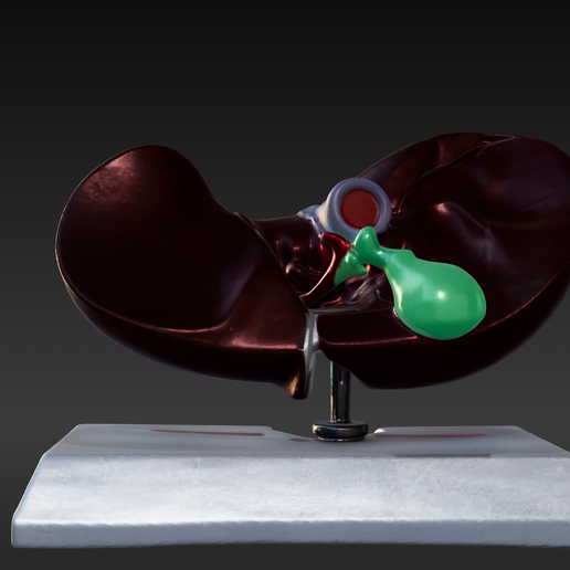 💊 3D Model of Human Liver Anatomy v3・ STL File for 3D printing・Cults