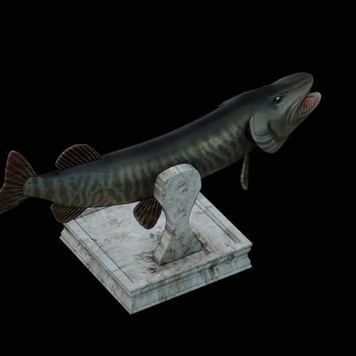 STL file fish pike muskellunge muskie / Esox masquinongy in motion 2 ...