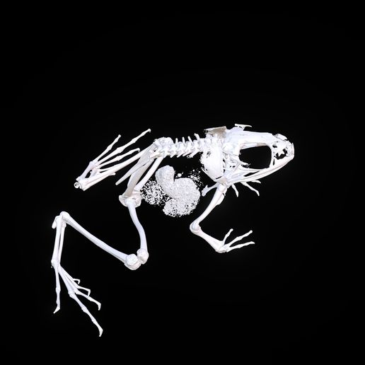 STL file Tagos Brown Frog FROG TOAD AMPHIBIAN TADPOLE ANIMAL ANATOMY 3D ...