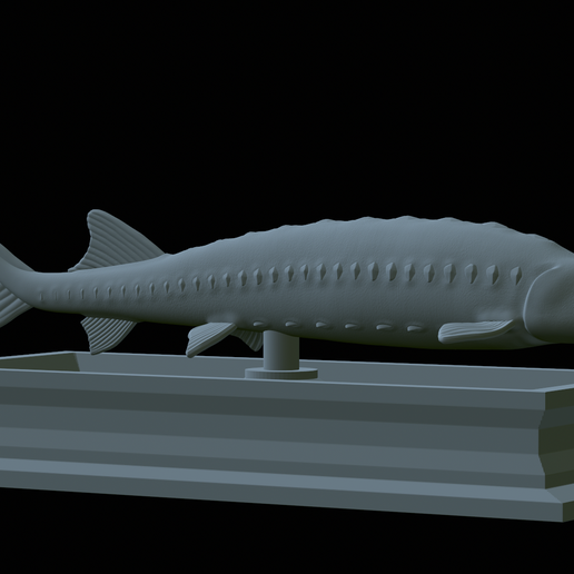 🐠 fish beluga / sturgeon / huso huso / vyza velká statue detailed ...