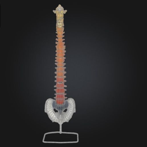 💀 3D Model of Flexible Vertebral Column・ STL File for 3D printing・Cults