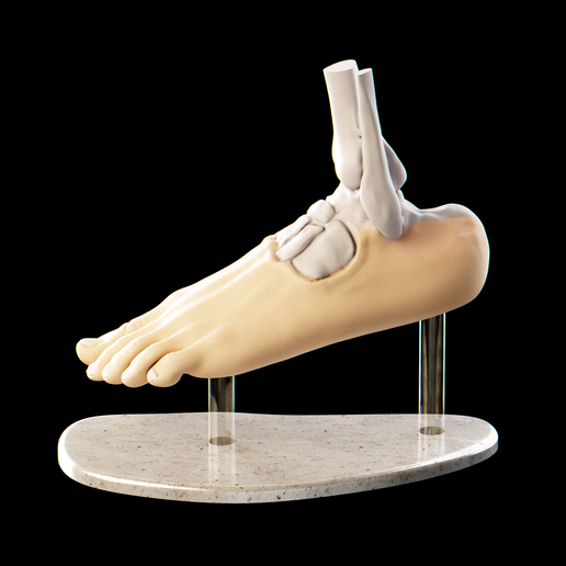 🦶Anatomical Foot Model - With Customizable Base 🦶・ 3D File for 3D ...
