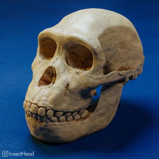 💀 Australopithecus sediba skull reconstruction・ STL File for ・Cults