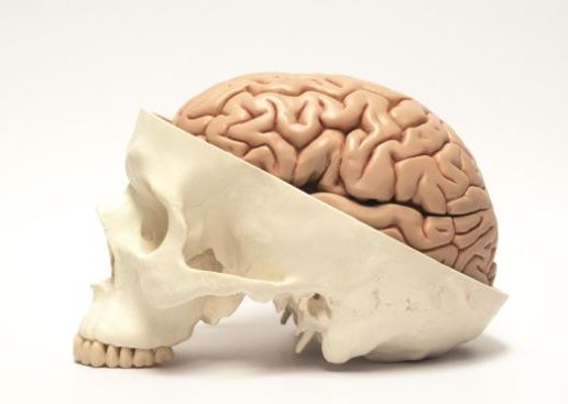 💀 Skull with brain・ STL File for 3D printing・Cults