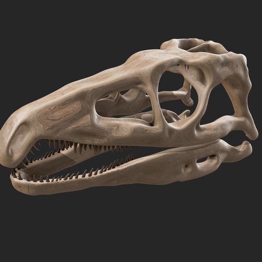 STL file Proterosuchus skull 💀 (OBJ)・Design to download and 3D print・Cults