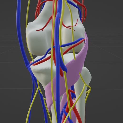 🩸 82 PARTS COMPLETE LOWER LIMB WITH MUSCLES, NERVES, BLOOD VESSELS ...