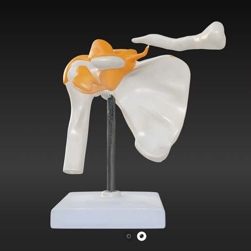 💊 3D Model of Human Shoulder Joint on Stand・ STL File for 3D printing・Cults