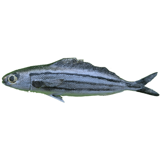 🐠 Bogue Fish・ STL File for 3D printing・Cults