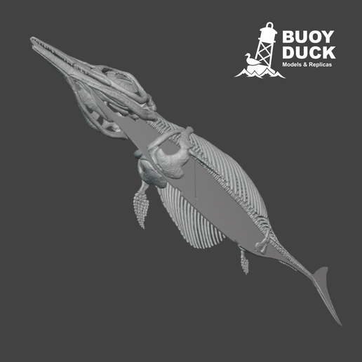 👶 Baby Ichthyosaurus communis skeleton・ 3D File for 3D printing and CNC ...