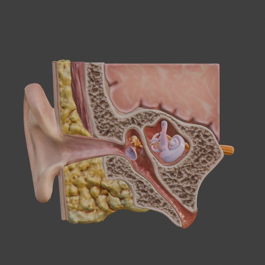 STL file 3D Model of Ear Cross Section Anatomy 👂 (OBJ)・3D printer ...