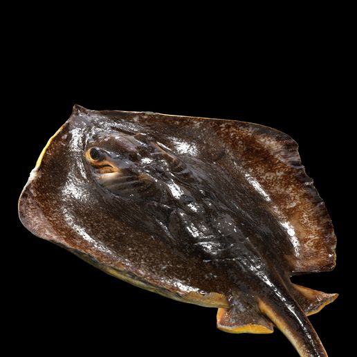 🦅 MANTA RAY Eagle Ray Myliobatis Tobijei RAPE FISH GOLDEN Stingray RAY ...