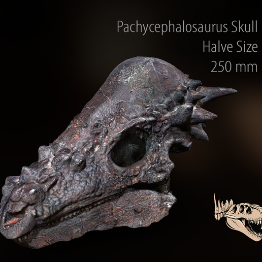 pachycephalosaurus skull length