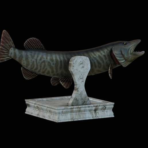 STL file fish pike muskellunge muskie / Esox masquinongy in motion 2 ...