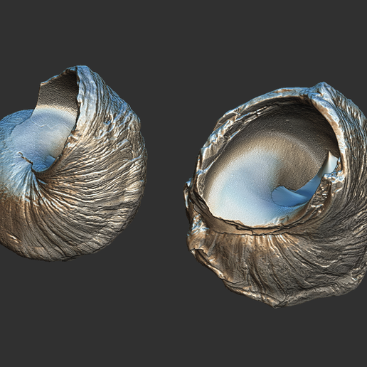 OBJ file Shell fossil scan data 🐚 ・3D print object to download・Cults