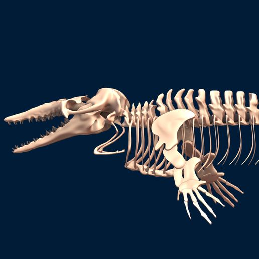 💀 Basilosaurus complete skeleton・ STL File for 3D printing・Cults