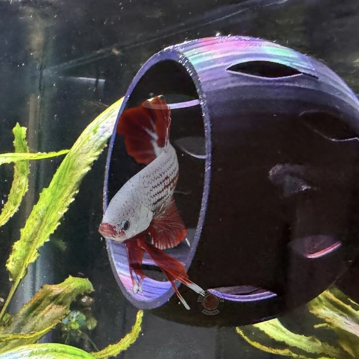 💡 Betta Bulb Betta Fish Hide Fish Tank Decoration・ STL File for 3D ...