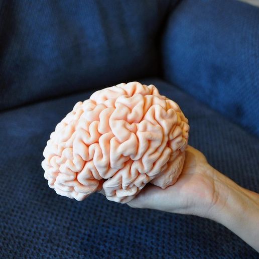 3D printing My own brain (simple version) • made with CREALITY ENDER 3 ...