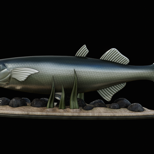 🐠 fish pejerrey / Odontesthes bonariensis natural base detailed texture ...