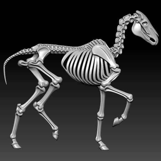 🐎 Horse Bones - Animal Bone Model - 3D print・Free 3D File for 3D ...