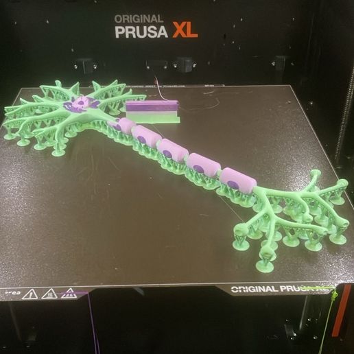 💊 Multipolar Neuron with myelin model・ STL File for 3D printing・Cults