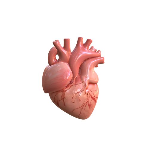 HEART INTESTINAL REALISTIC ANATOMY STOMACH ESOPHAGUS INTESTINE SMALL ...