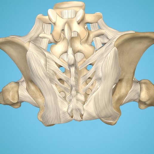 STL file Ligaments of the Female Pelvis ♀️ ・3D print object to download ...