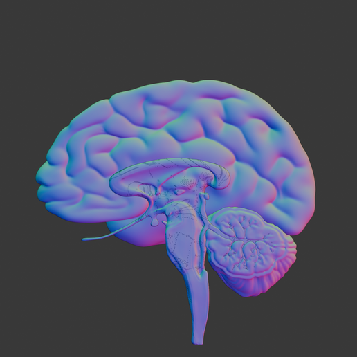 🧠 Realistic Human Brain Anatomy Cross Section 3D Model, Textured ...