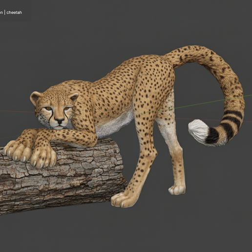 ♂️ Male Cheetah Stretching - Realistic Animal Sculpture・Free STL File ...