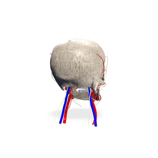 STL file SKULL SKULL BRAIN VEINS HEAD FBX 3MF STL OBJ 3D PRINTING ...