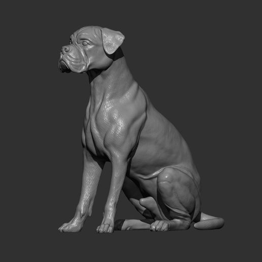 STL file Boxer dog sitting 3D print model 🐕 (OBJ)・Design to download ...