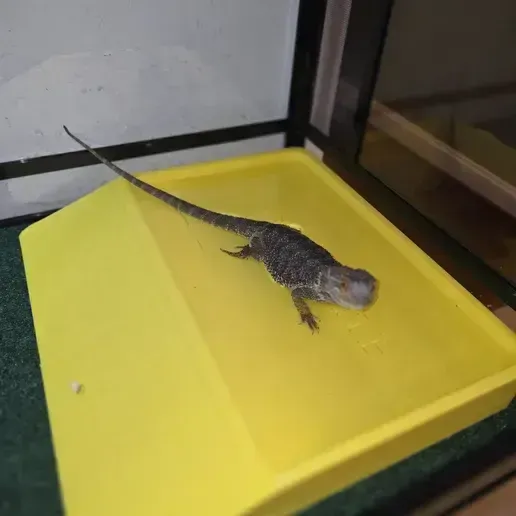 🚰 Reptile Water Bowl・ STL File for 3D printing・Cults
