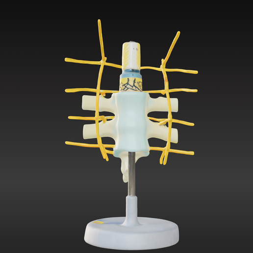 💊 3D Vertebrae Anatomy Model with Stand v2・ STL File for 3D printing・Cults