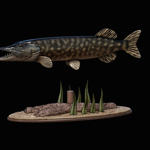 🐠 fish NORTHERN PIKE (ESOX LUCIUS) natural base detailed texture for 3d ...