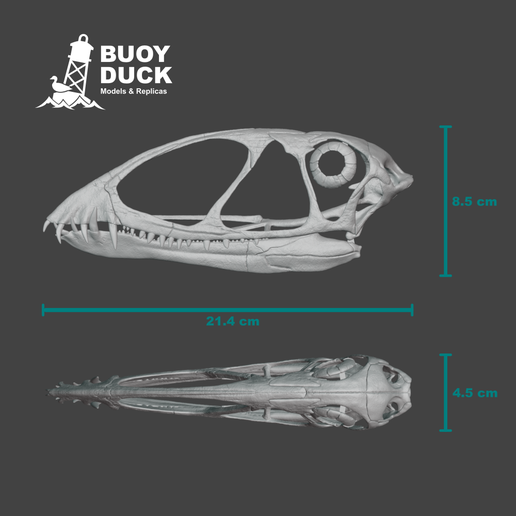 STL file Dimorphodon macronyx skull 💀 ・Model to download and 3D print・Cults