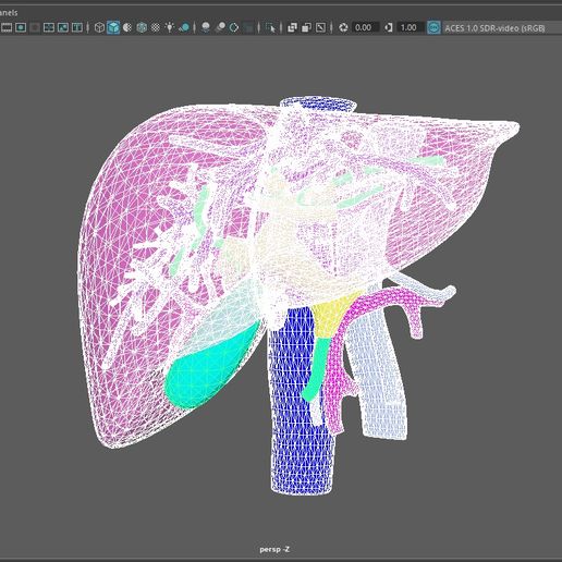 STL file 3D Model of Liver Vasculature 💊 (OBJ)・3D printing design to ...