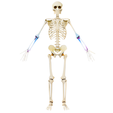 💀 Human Skeleton Anatomy Full Body・ STL File for 3D printing・Cults