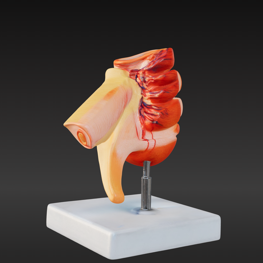 💊 3D Model of Caecum and Appendix・ STL File for 3D printing・Cults