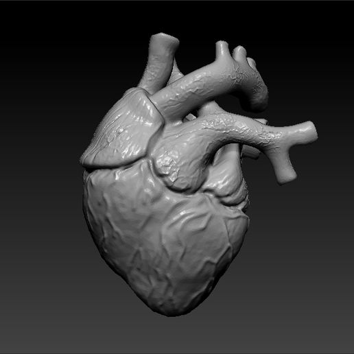 💜 Heart anatomy 3d・ STL File for 3D printing・Cults
