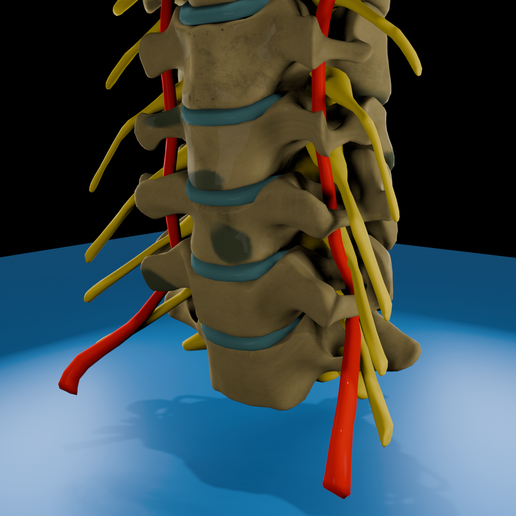 🫀 Cervical Spine Full 3D Model – Fully Textured and UV Mapped ...