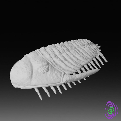 🦖 Trilobite・ STL File for 3D printing・Cults