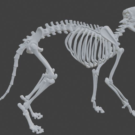 💀 Skeleton cat file for 3d printer STL figurine sculpture・ STL File for ...