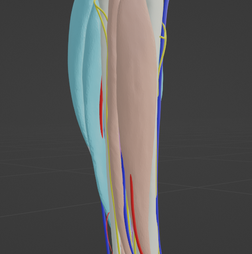 🩸 82 PARTS COMPLETE LOWER LIMB WITH MUSCLES, NERVES, BLOOD VESSELS ...