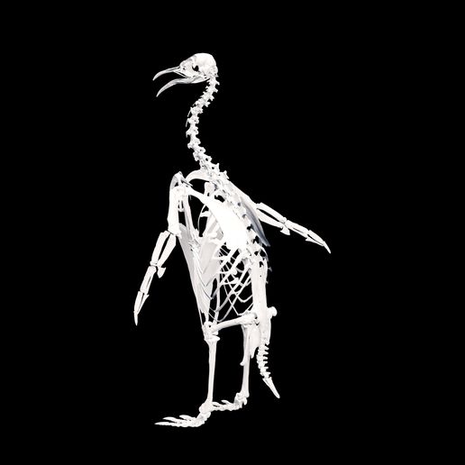 🐧 Penguin SKELETON ANATOMY BONES Spheniscidae Bird AMPHIBIAN TADPOLE ...