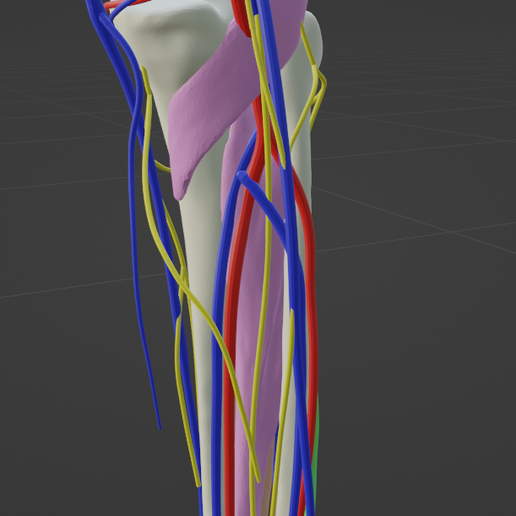 🩸 82 PARTS COMPLETE LOWER LIMB WITH MUSCLES, NERVES, BLOOD VESSELS ...
