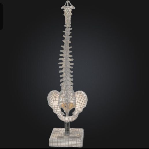 🧪 3D Model of Human Spine Anatomy Model With Foam Discs・ STL File for ...