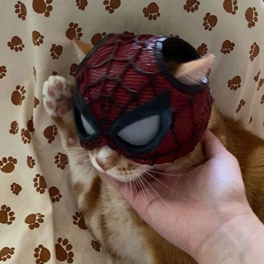 3D printed SPIDER CAT PETER PARKER - Mask・Cults