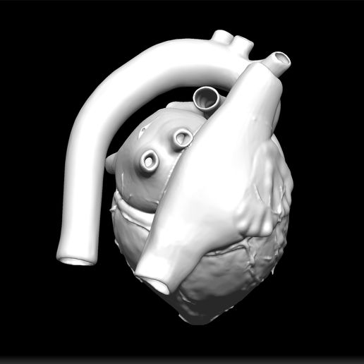 💜 Heart Cardiac Anatomy External View 3D Print Model - Human Heart STL ...